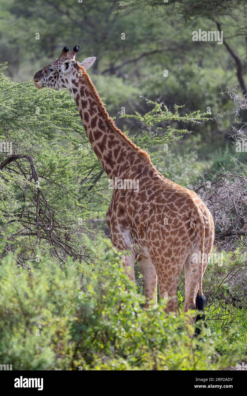 Masai giraffe (Giraffa tippelskirchi), eating from acacia tree, dorsal view, Ndutu Conservation ...
