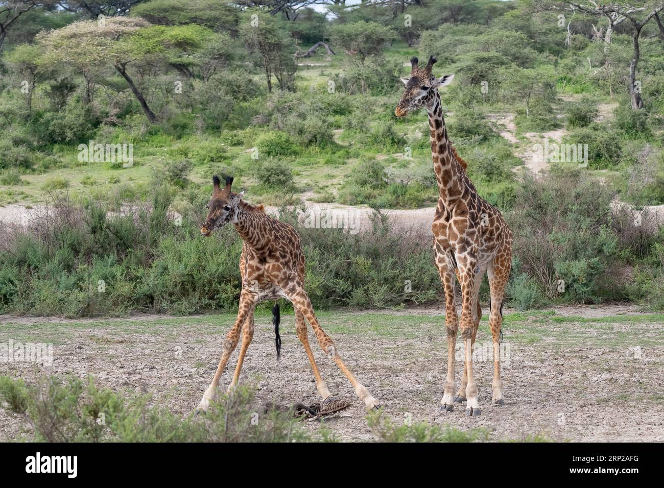 Masai giraffe (Giraffa tippelskirchi), 2 animals standing in front of a ...