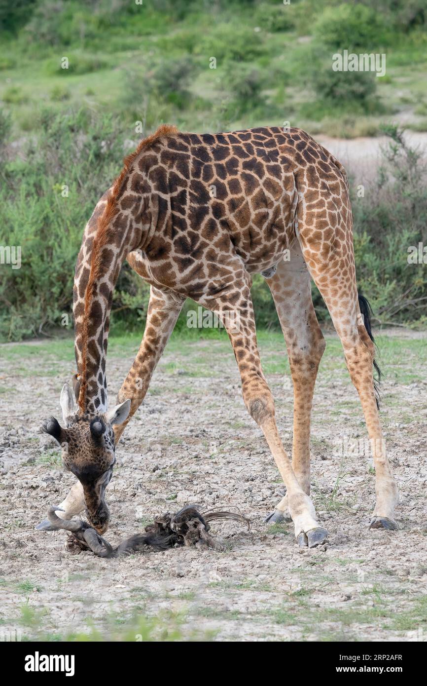 Red wildebeest hi-res stock photography and images - Alamy