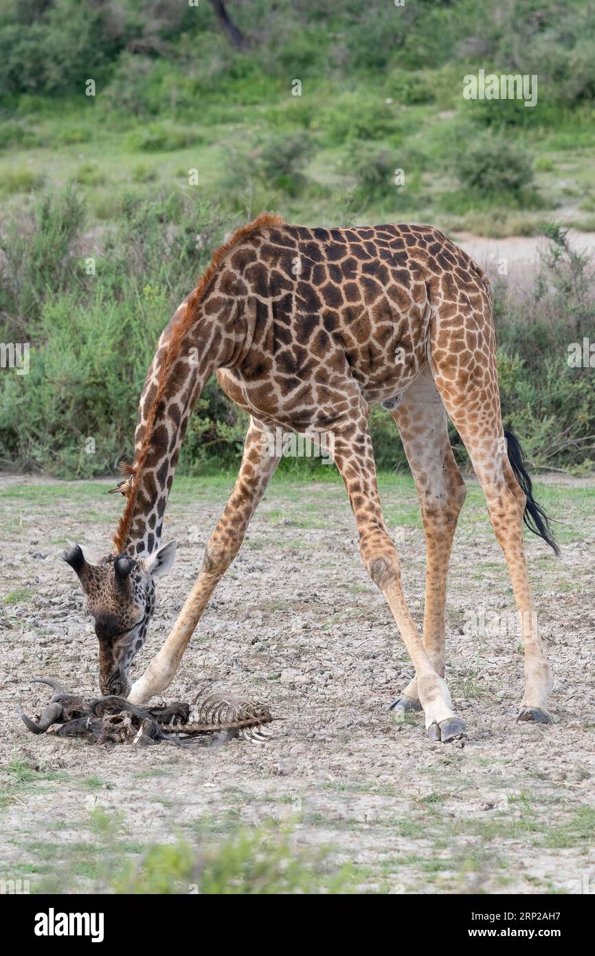 Masai giraffe (Giraffa tippelskirchi), animal checks skeleton, Ndutu ...