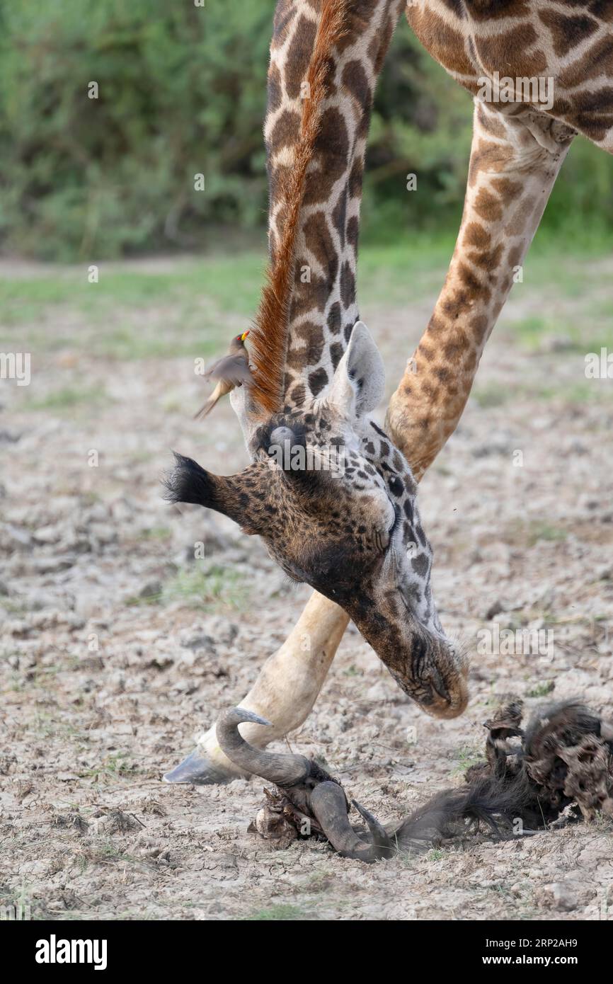Red wildebeest hi-res stock photography and images - Alamy