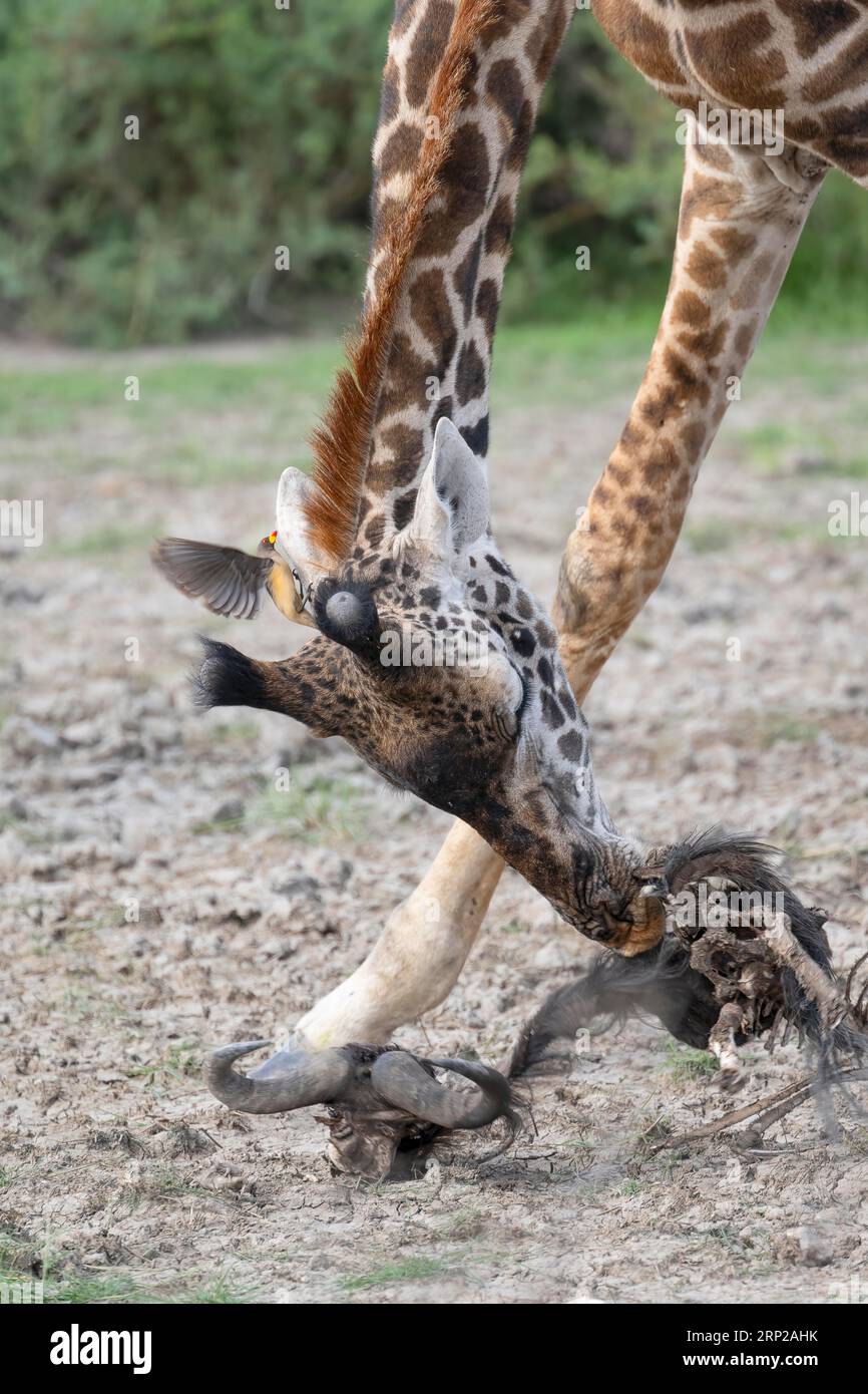 Red wildebeest hi-res stock photography and images - Alamy