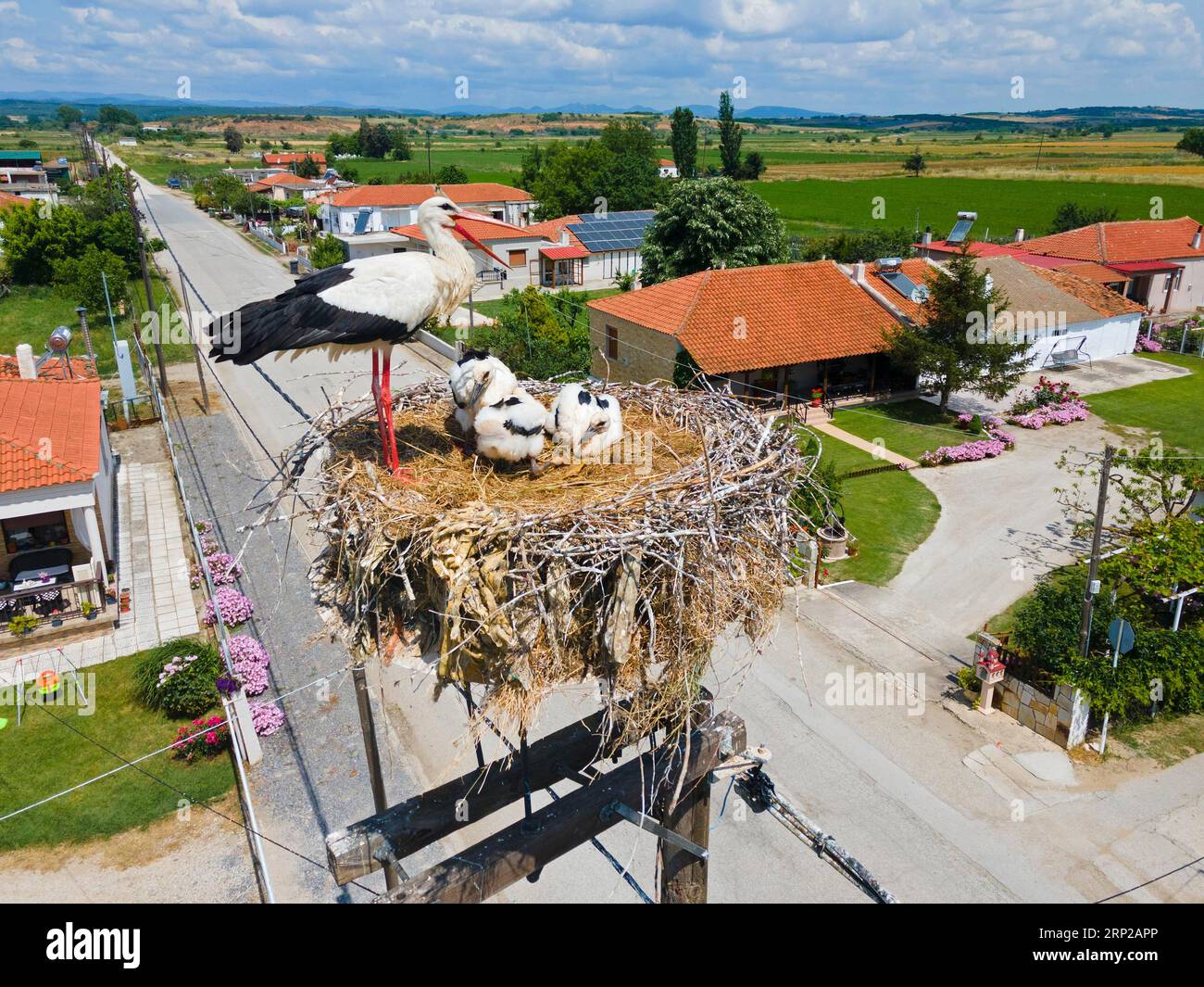 Aerial view, storks in nest, stork village Poros, Feres, Alexandroupoli ...