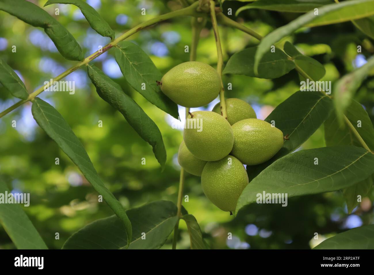 Real regia hi-res stock photography and images - Alamy