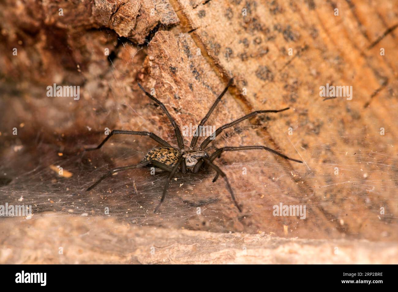 Giant house spider (Eratigena atrica), Valais, Switzerland Stock Photo ...