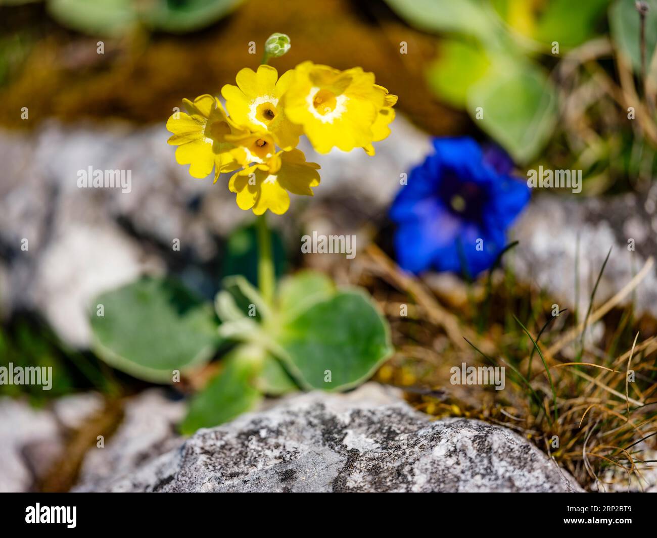 Alpine auricula (Primula auricula), Berchtesgaden National Park ...