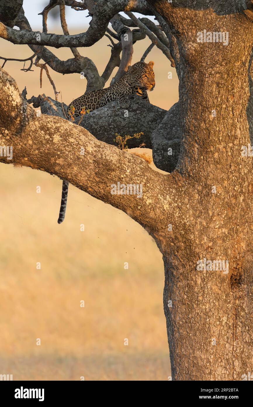 Serengeti tanzania leopard tree hi-res stock photography and images - Alamy