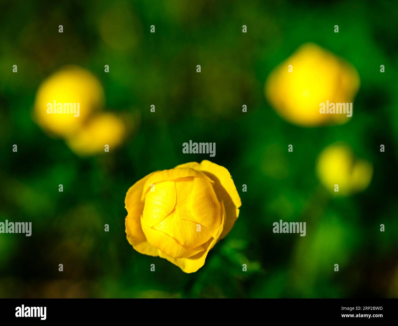 Troll flower (Trollius europaeus), Berchtesgaden National Park ...