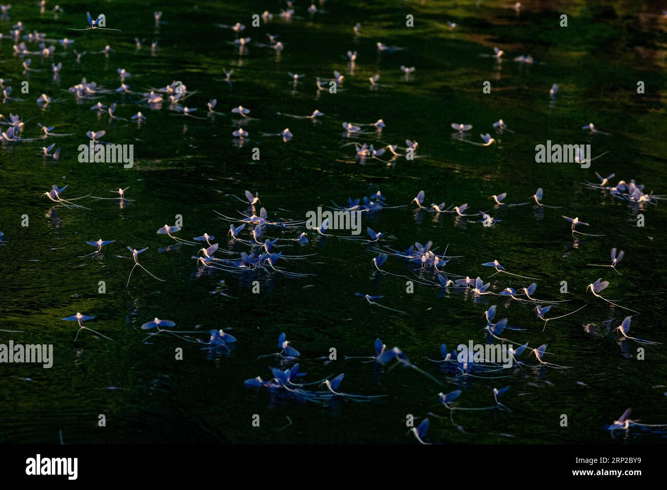 Mayfly (Palingenia longicauda) Hungary, Theiss Stock Photo - Alamy