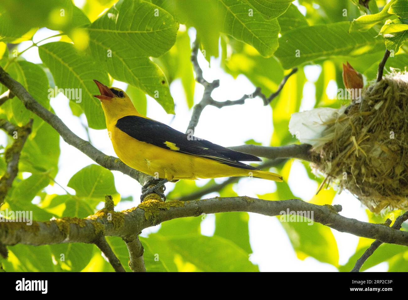 Eurasian golden oriole (Oriolus oriolus) male, Hungary Stock Photo - Alamy