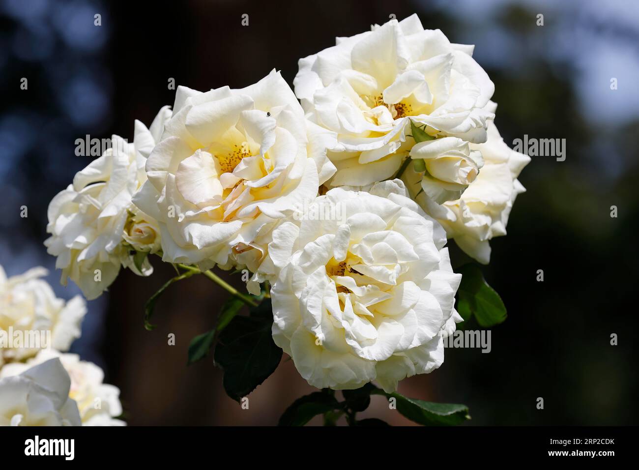 White rose (Rosa variety Schneewalzer) flowers, rose blossom, breeder ...