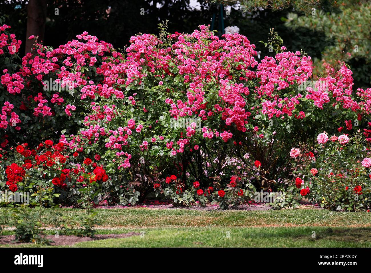 Blossom red roses hi-res stock photography and images - Alamy