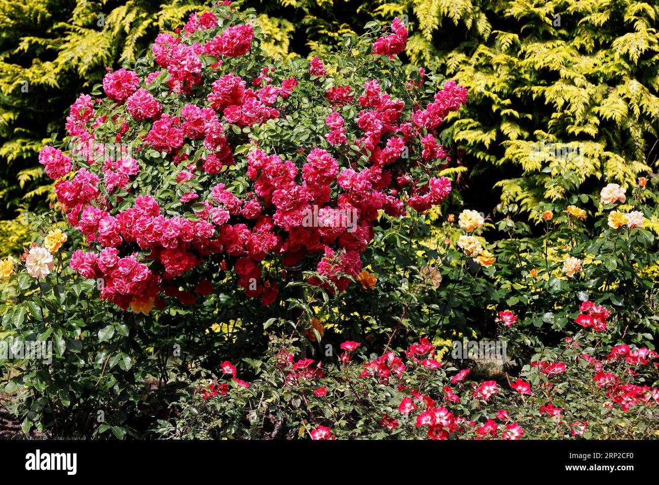 Roses (Rosa) red flowering rose bush high stem and various bedding ...