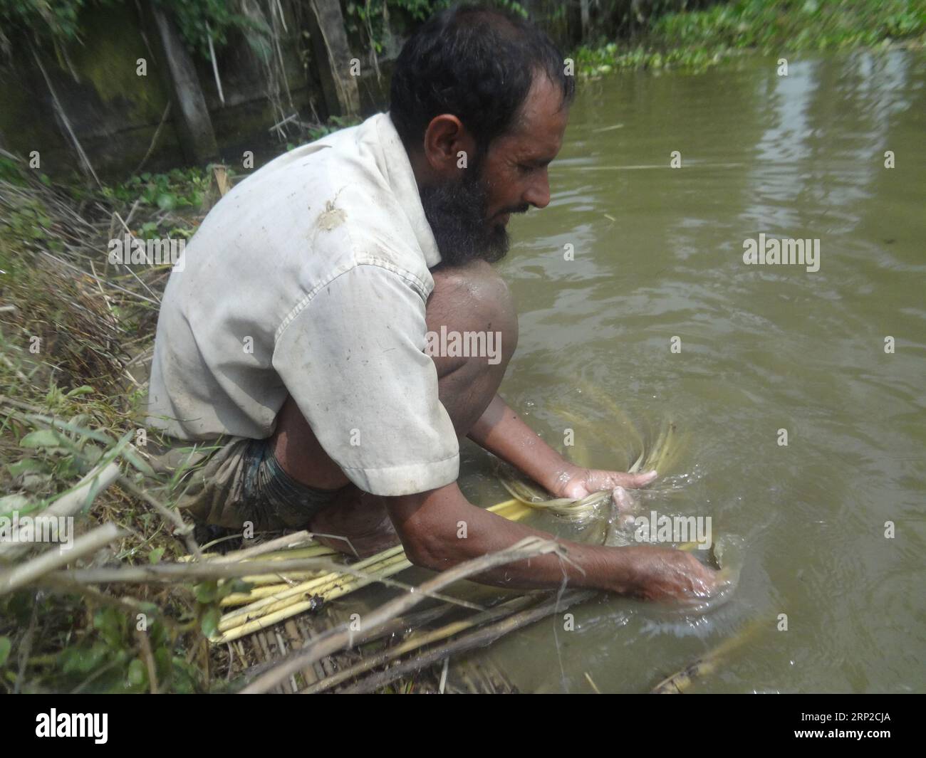Naogaon, Bangladesh. 3rd Sep, 2023. A worker strips out jute ribbons in ...