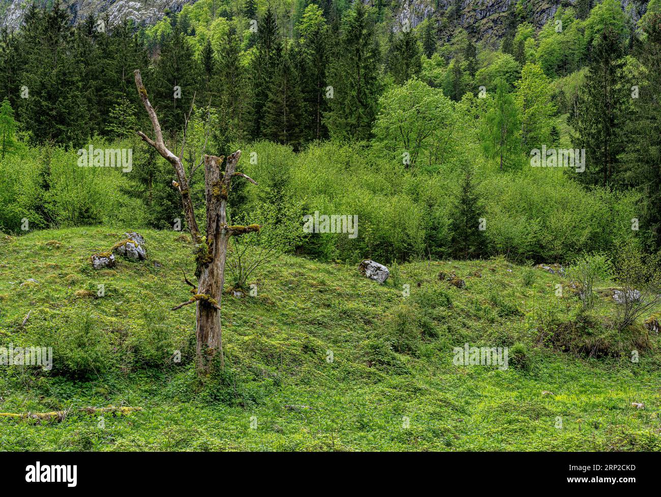 Landscape and nature reserves around the Obersee, Berchtesgaden ...