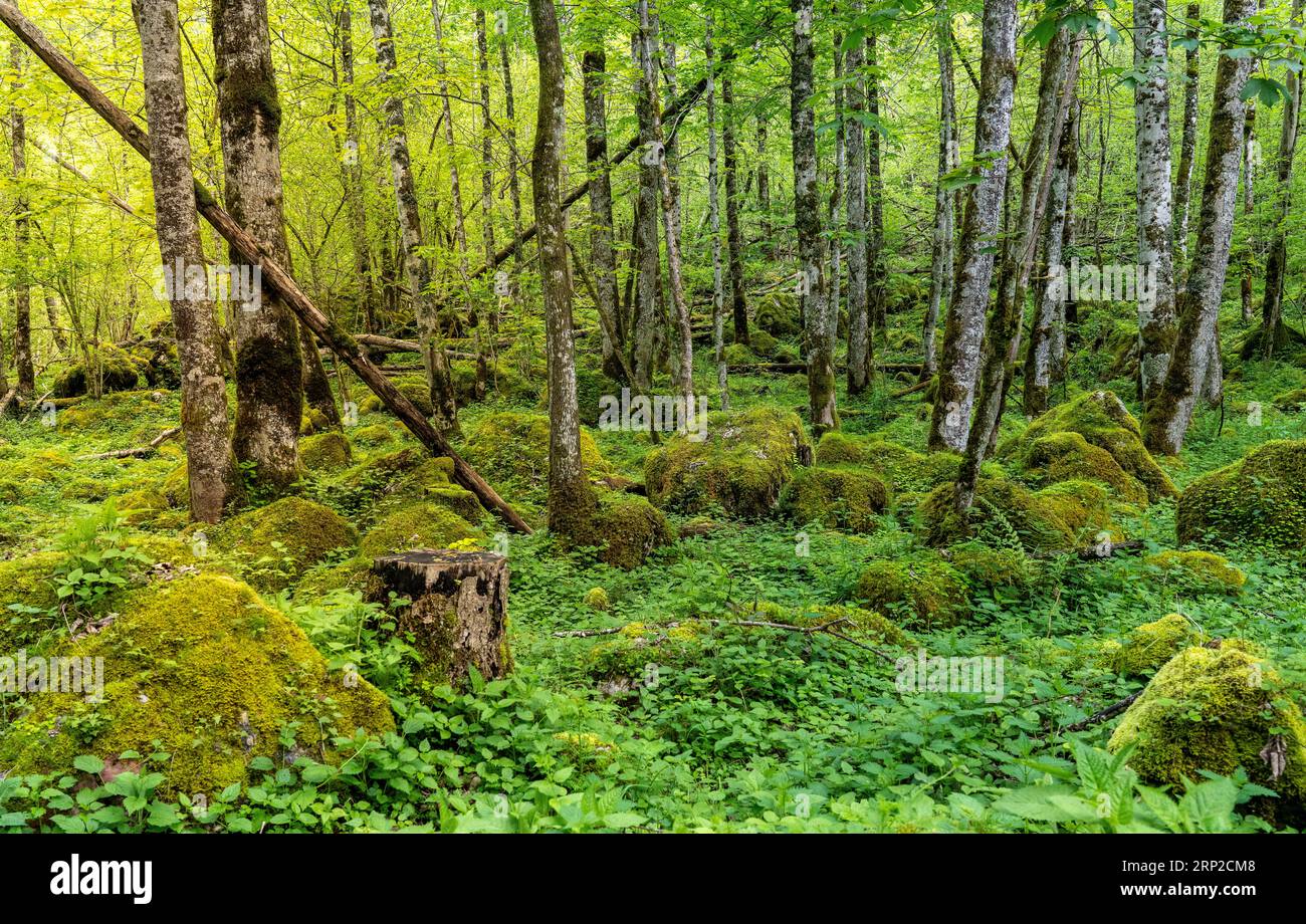 Birch forest at Obersee, Berchtesgaden National Park, Bavaria, Germany ...