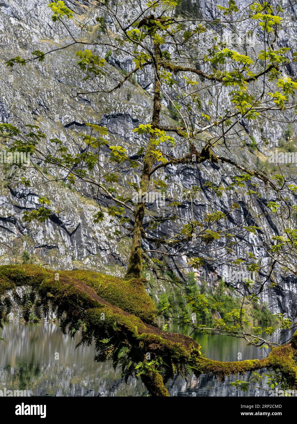 Landscape and nature reserves around the Obersee, Berchtesgaden ...
