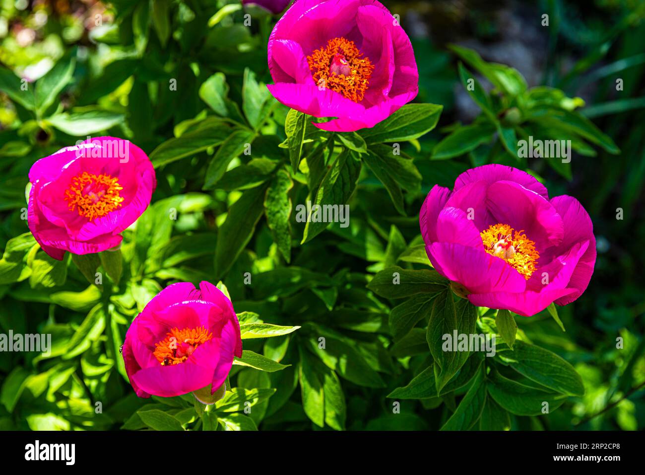 Single flowering peony hi-res stock photography and images - Alamy
