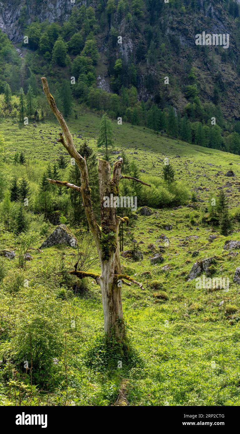 Landscape and nature reserves around the Obersee, Berchtesgaden ...