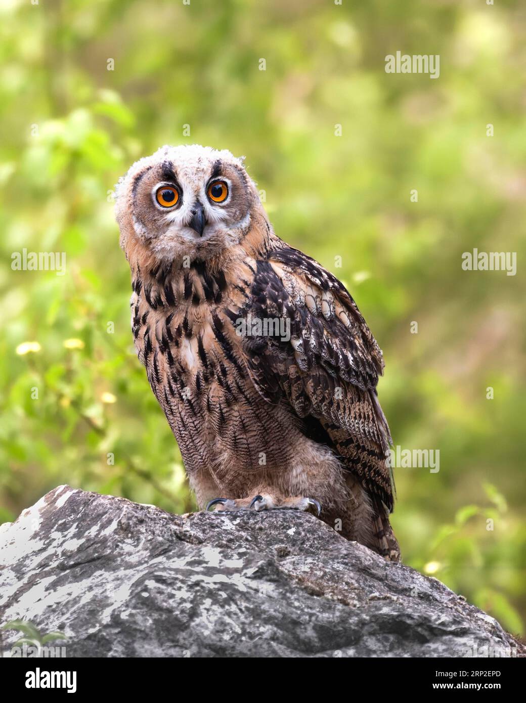 Eurasian eagle-owl (Bubo bubo), young sitting on a rock, close-up, big ...