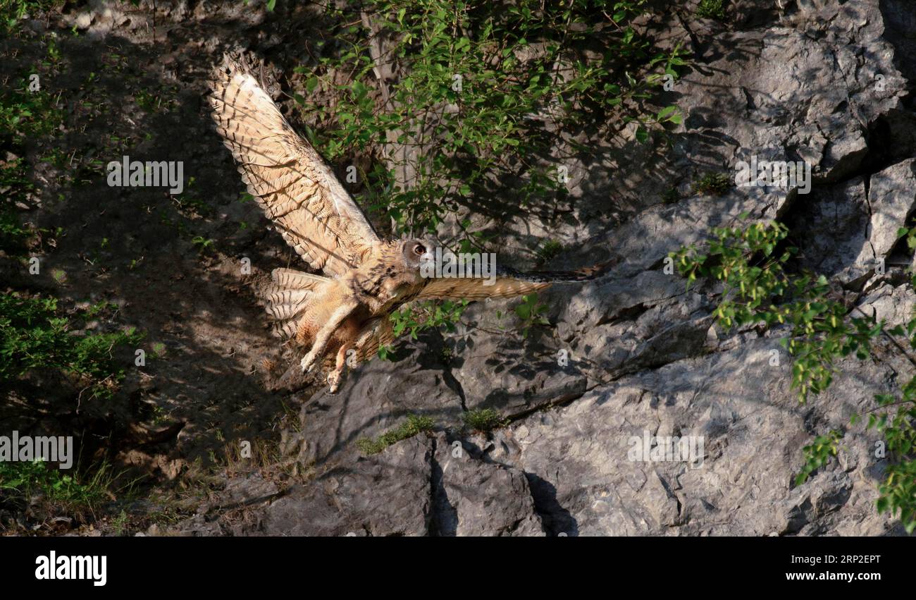 Eurasian eagle-owl (bubo bubo) juvenile, flying, first flight attempts ...