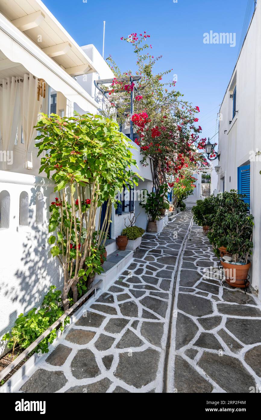 White Cycladic houses with blue shutters and bougainvillea, alleys of ...