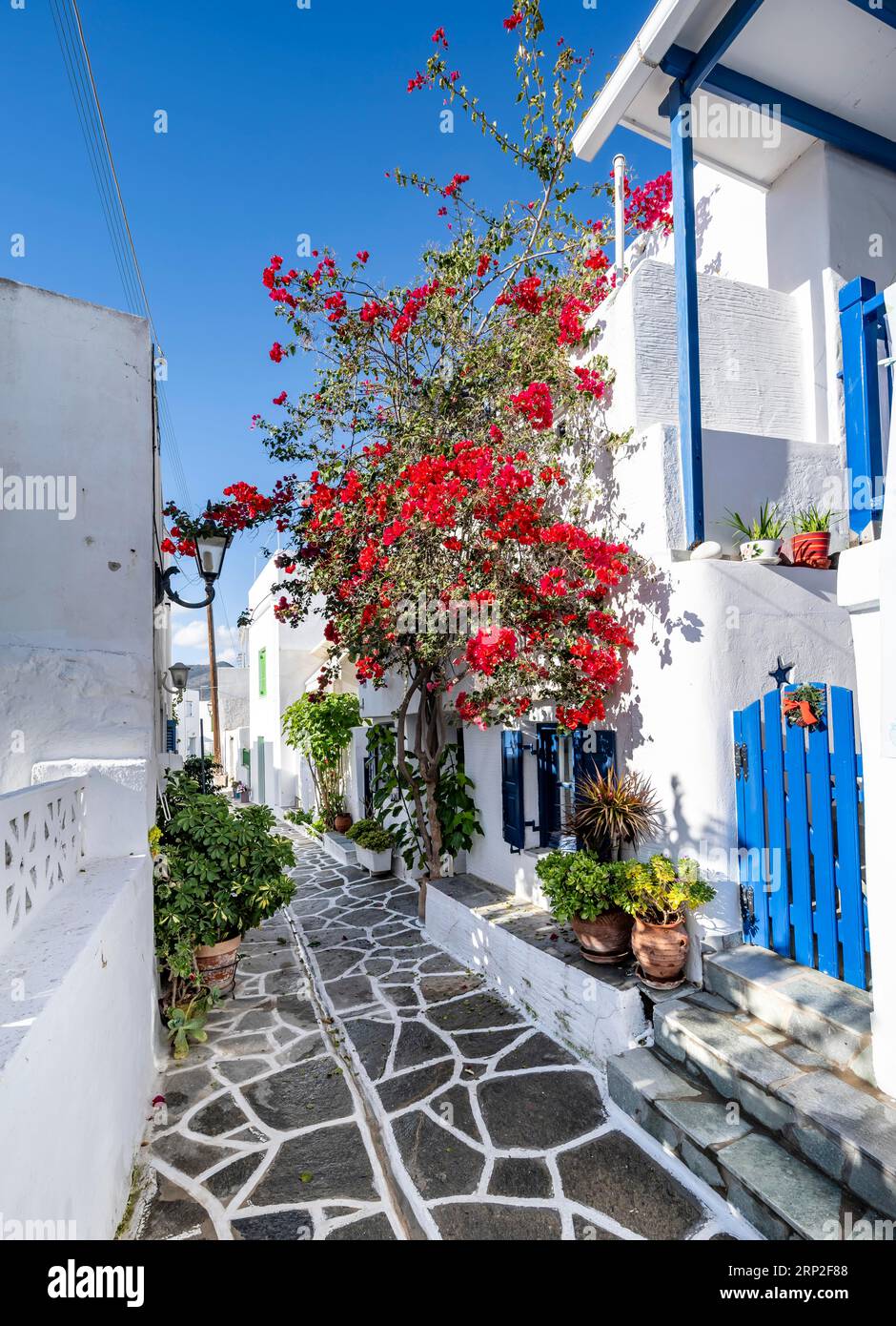 White Cycladic houses with blue doors and bougainvillea, alleys of the ...
