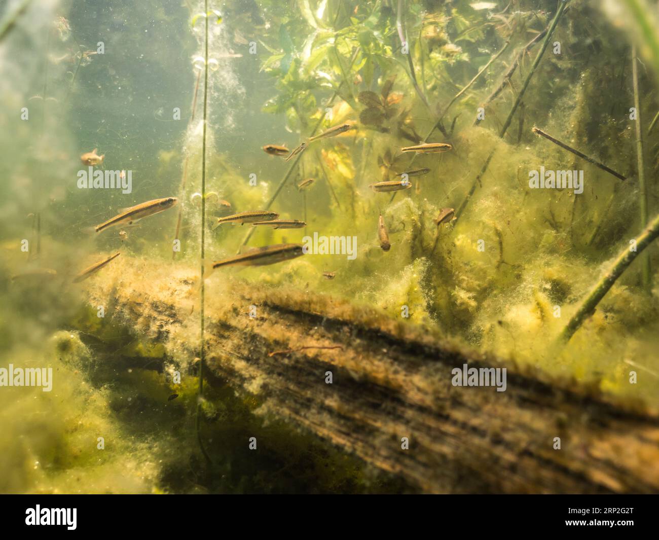 Group of common minnow fish swimming in shallow water with filamentous ...
