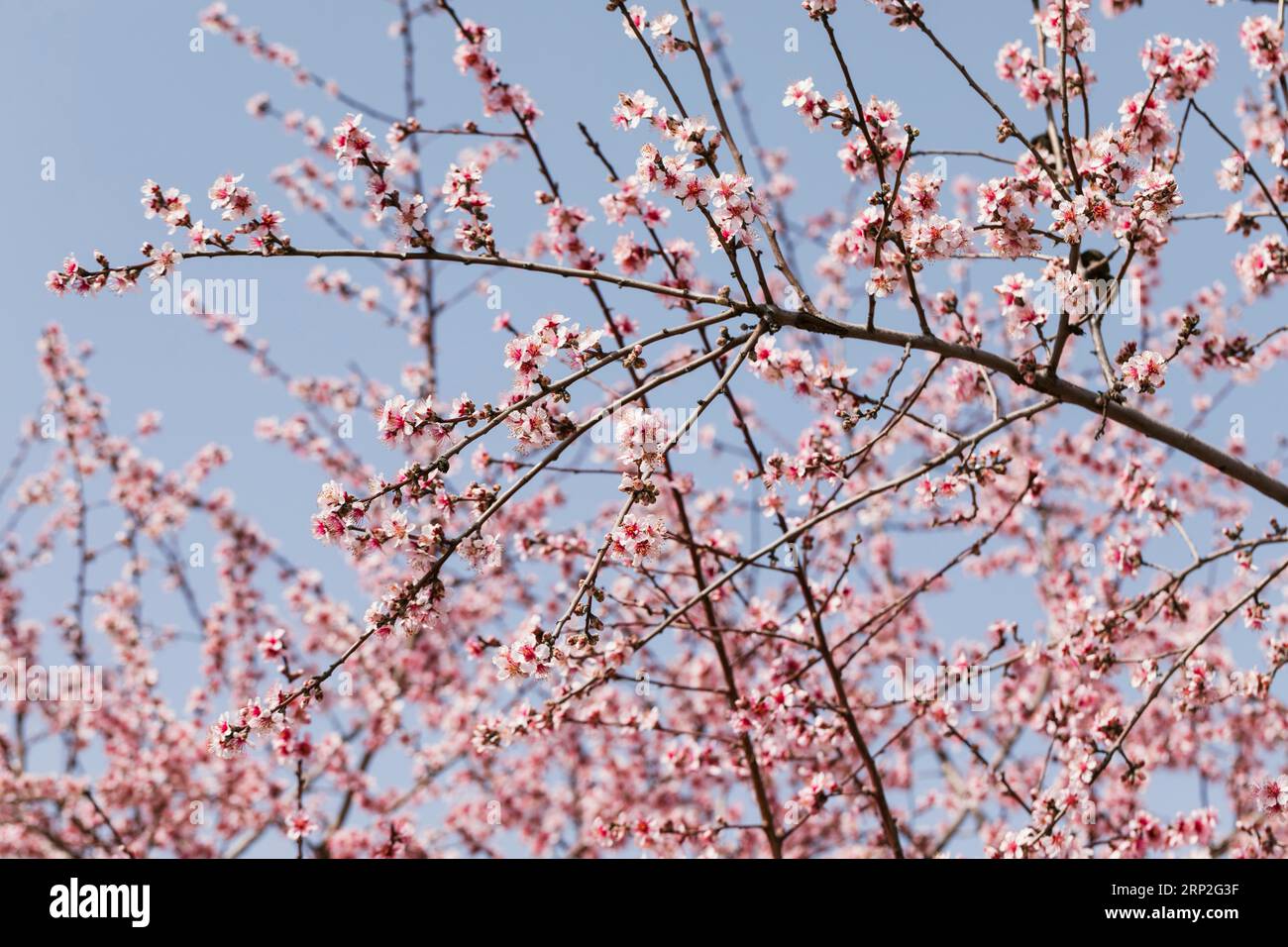 Acacia tree sapling hi-res stock photography and images - Alamy