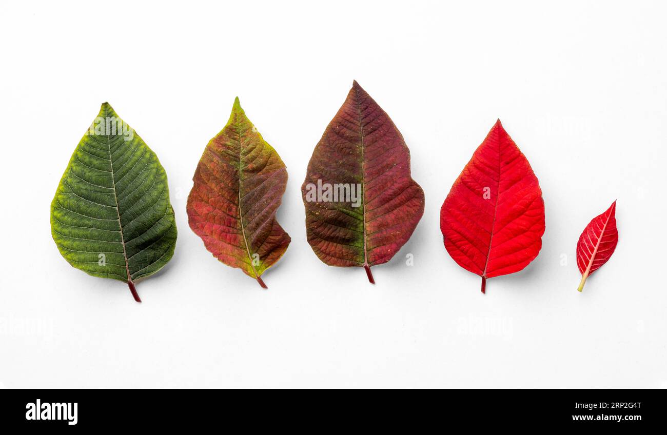 Composition book flat Cut Out Stock Images & Pictures - Alamy