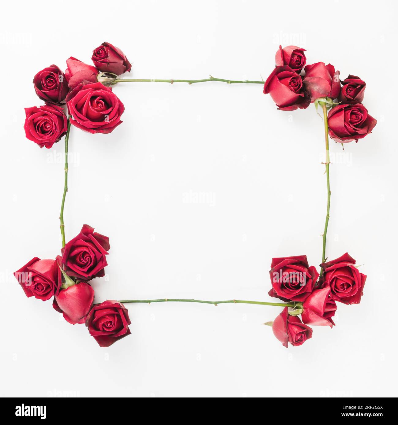 Empty decorated red roses frame white background Stock Photo - Alamy