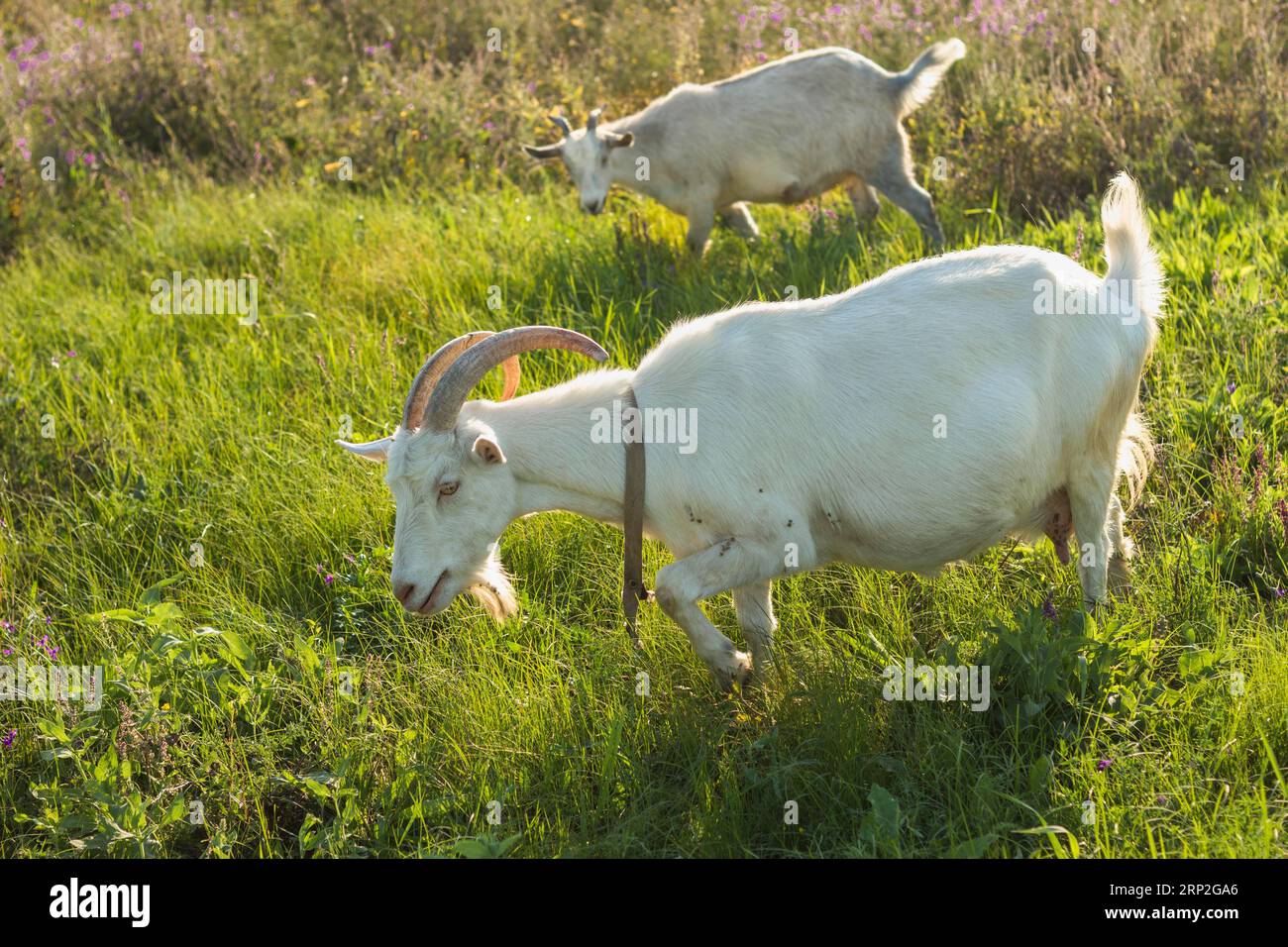Pashmina goat hi-res stock photography and images - Alamy