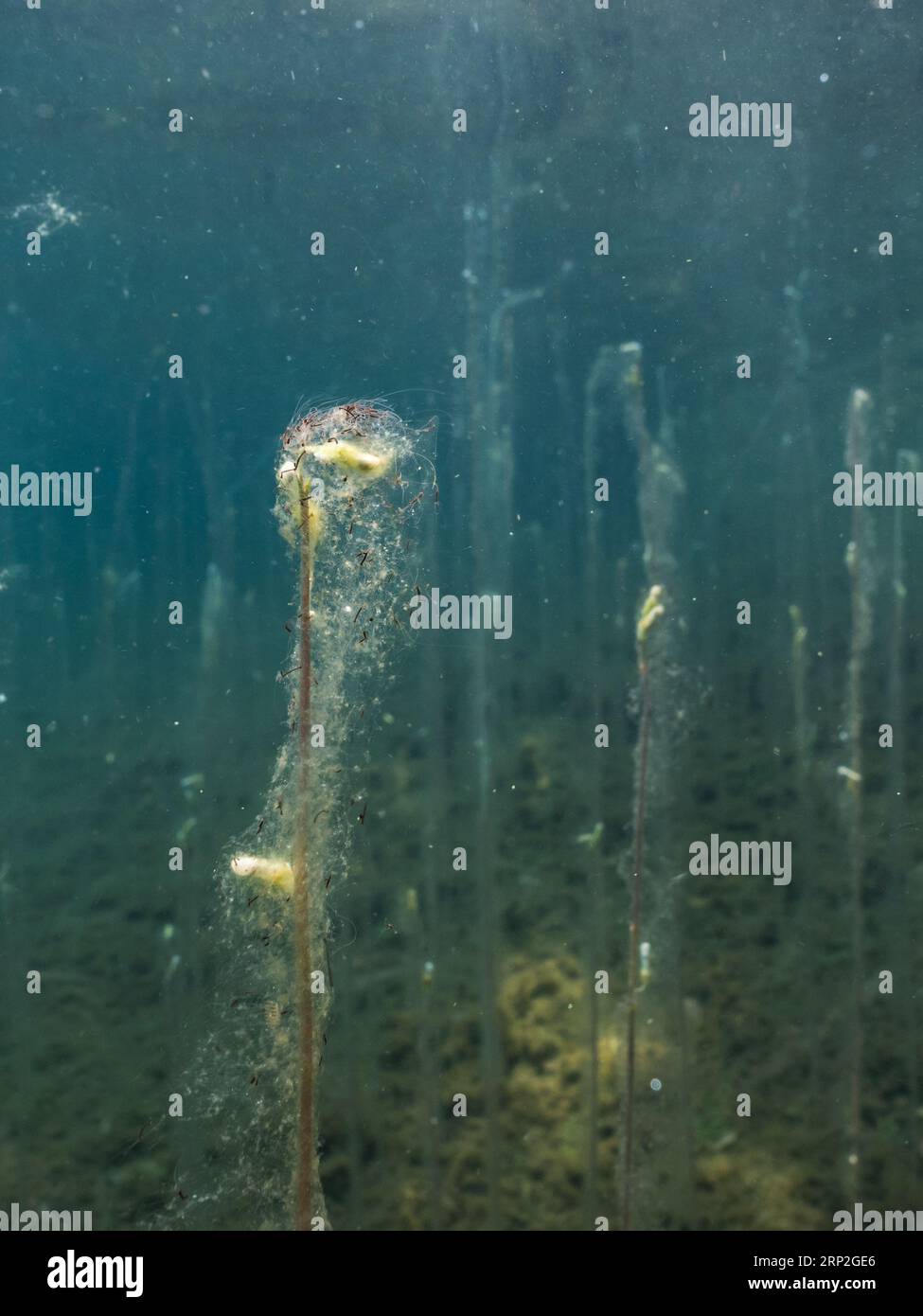 Freshwater polyps underwater on Stock Photo - Alamy