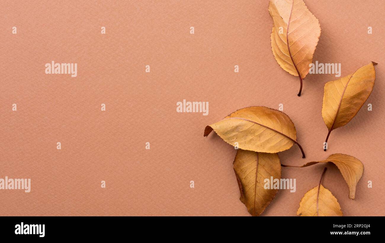 Monochromatic still life composition with leaves Stock Photo - Alamy
