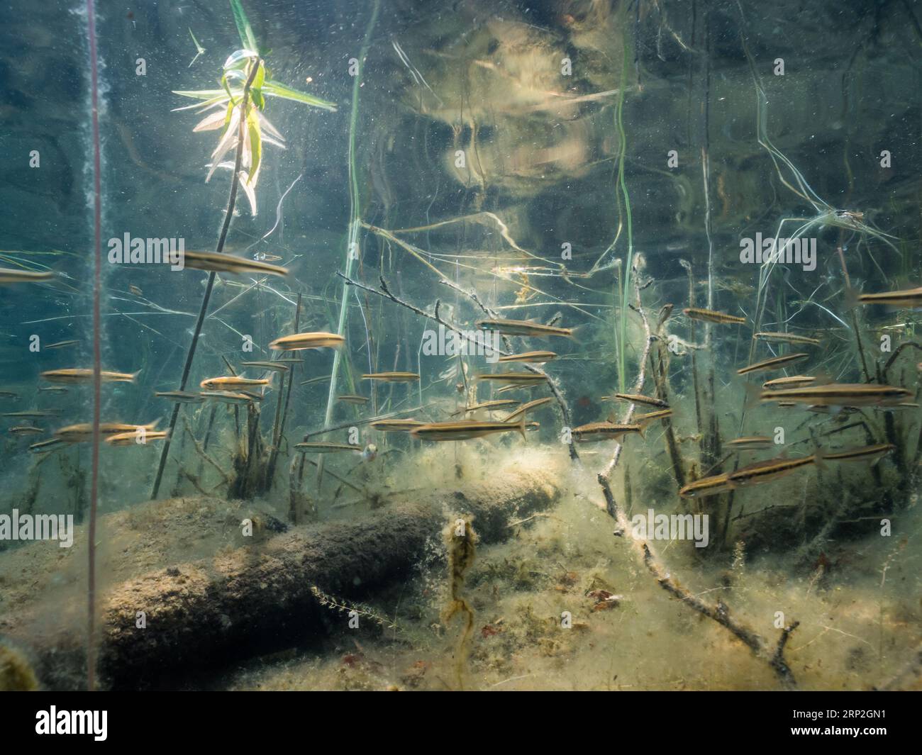 Common minnow fish swimming hi-res stock photography and images - Alamy