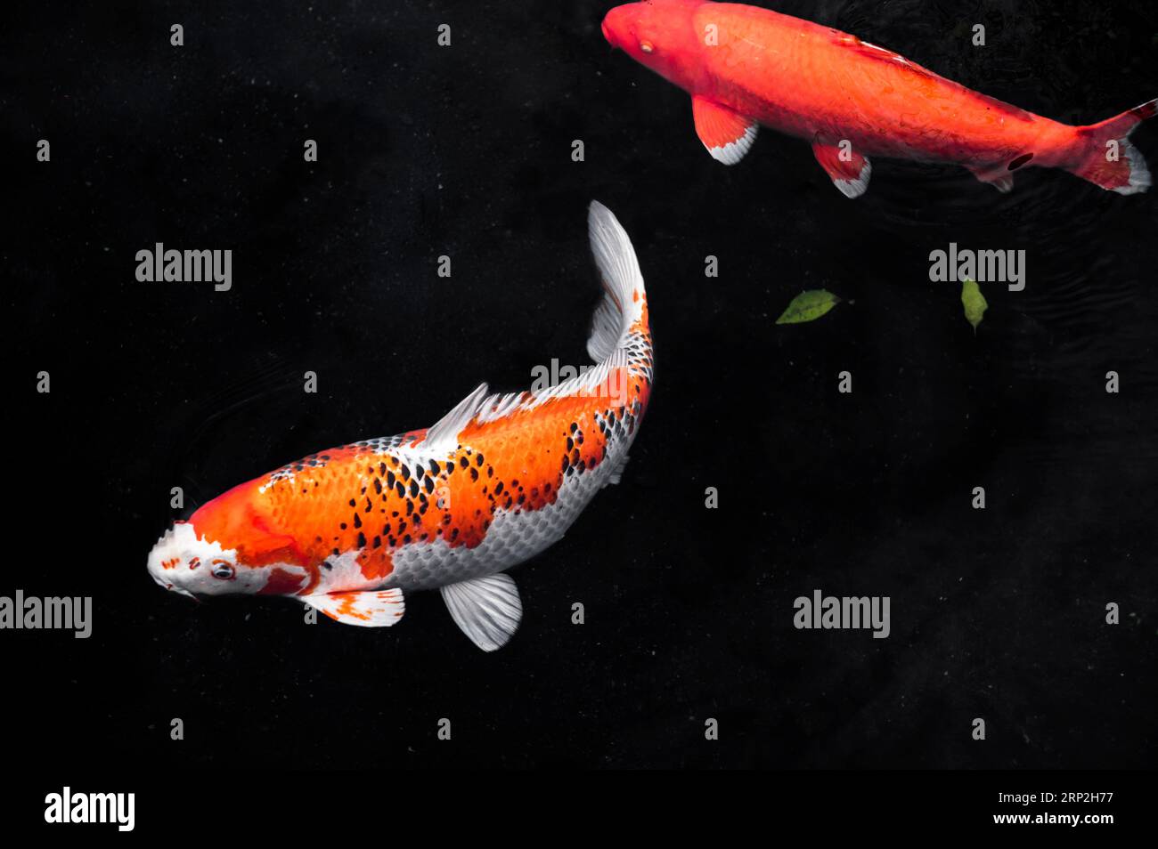 Koi fish top down hi-res stock photography and images - Alamy