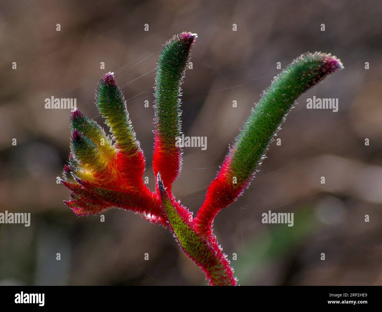 Bright red, green and yellow buds of Australian native Kangaroo Paw ...