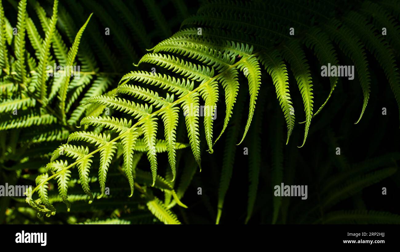 Tropical fern leaves with shadows Stock Photo - Alamy