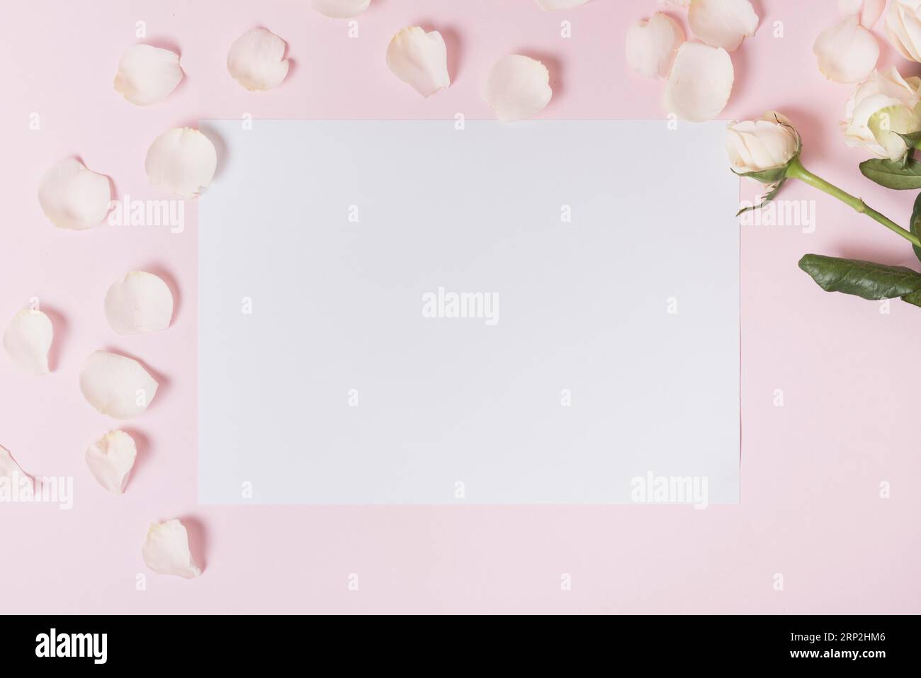 White petals rose blank paper against pink backdrop Stock Photo - Alamy