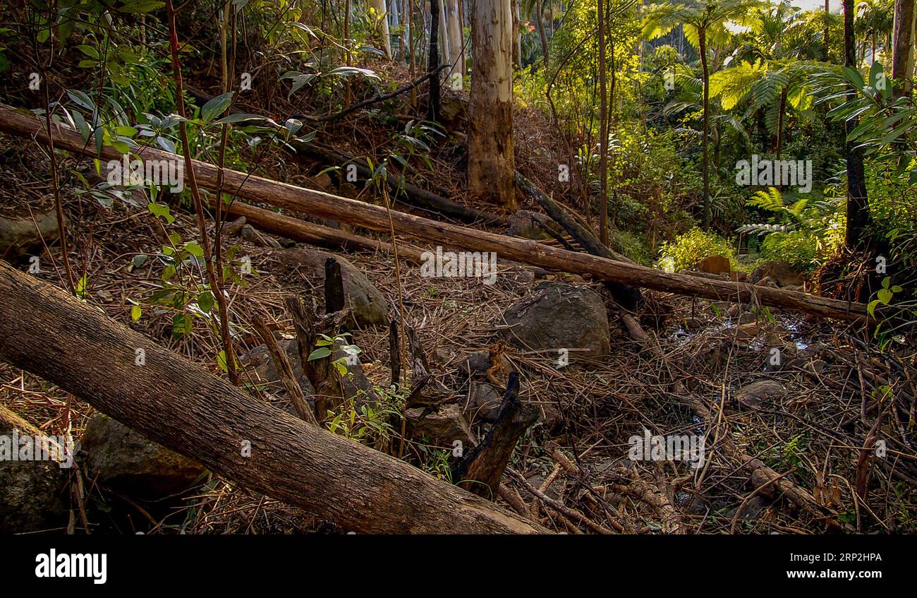 Fallen trees and landslip in lowland subtropical rainforest on ...