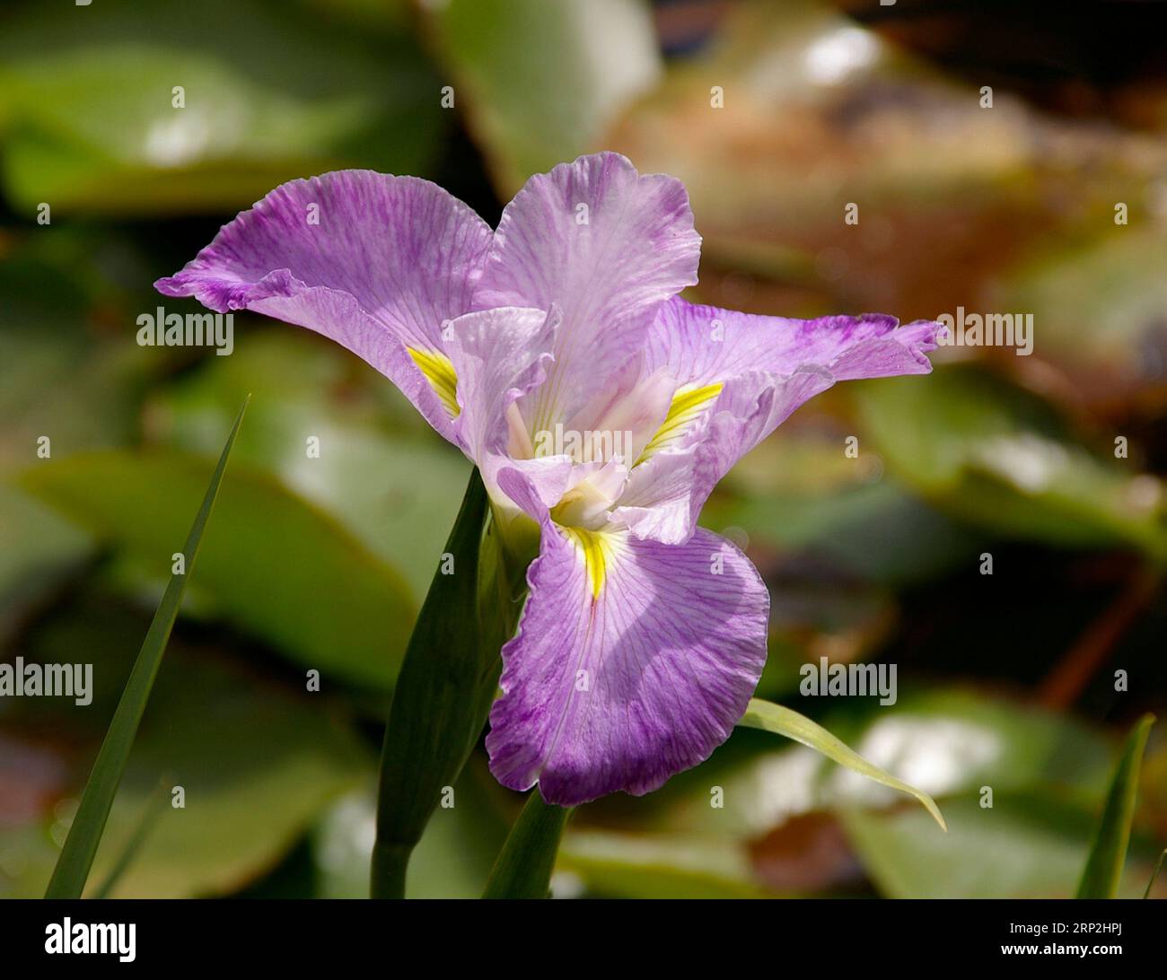 Pale lilac and yellow Water Iris (Louisiana iris, American swamp iris) growing in wet ground ...