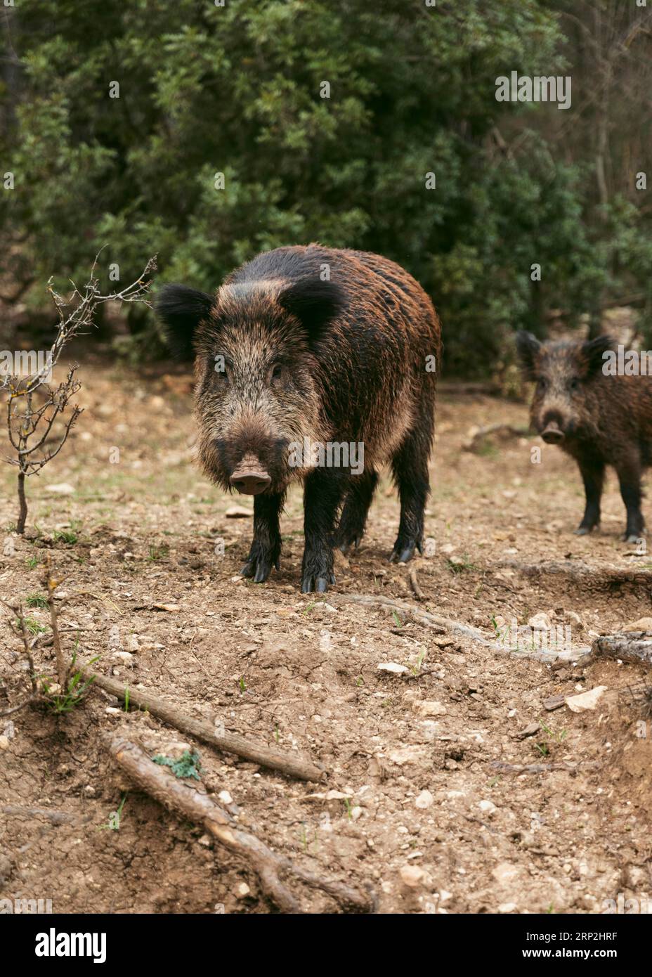 Wild boars nature 1 Stock Photo - Alamy