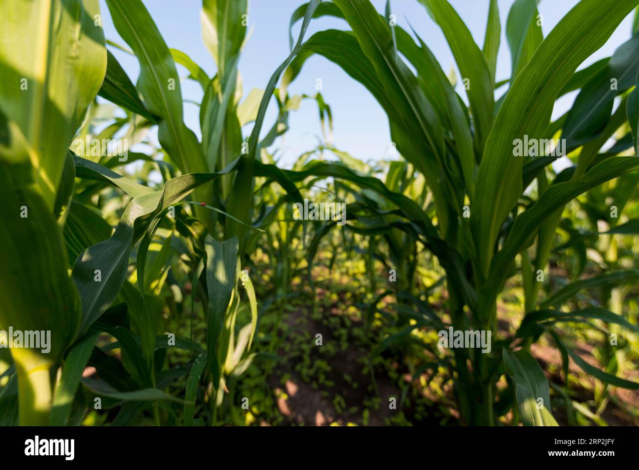 Corn field organic farming concept Stock Photo - Alamy