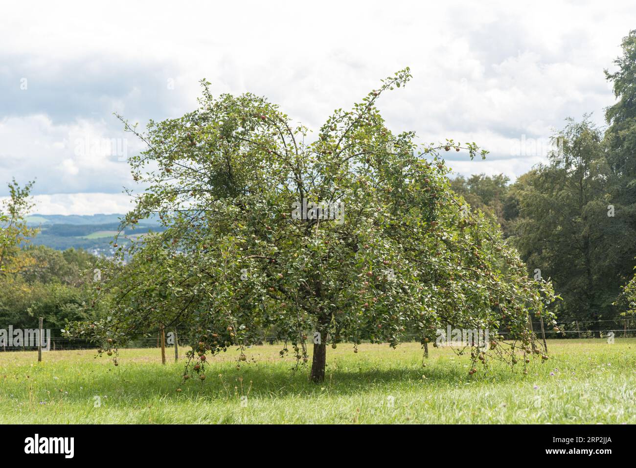 apples on old overloaded trees in red and green Stock Photo - Alamy