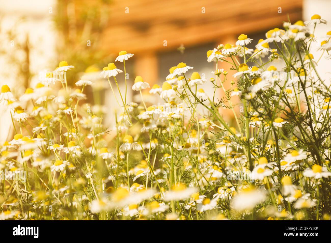 Daisy flower growing meadow Stock Photo - Alamy