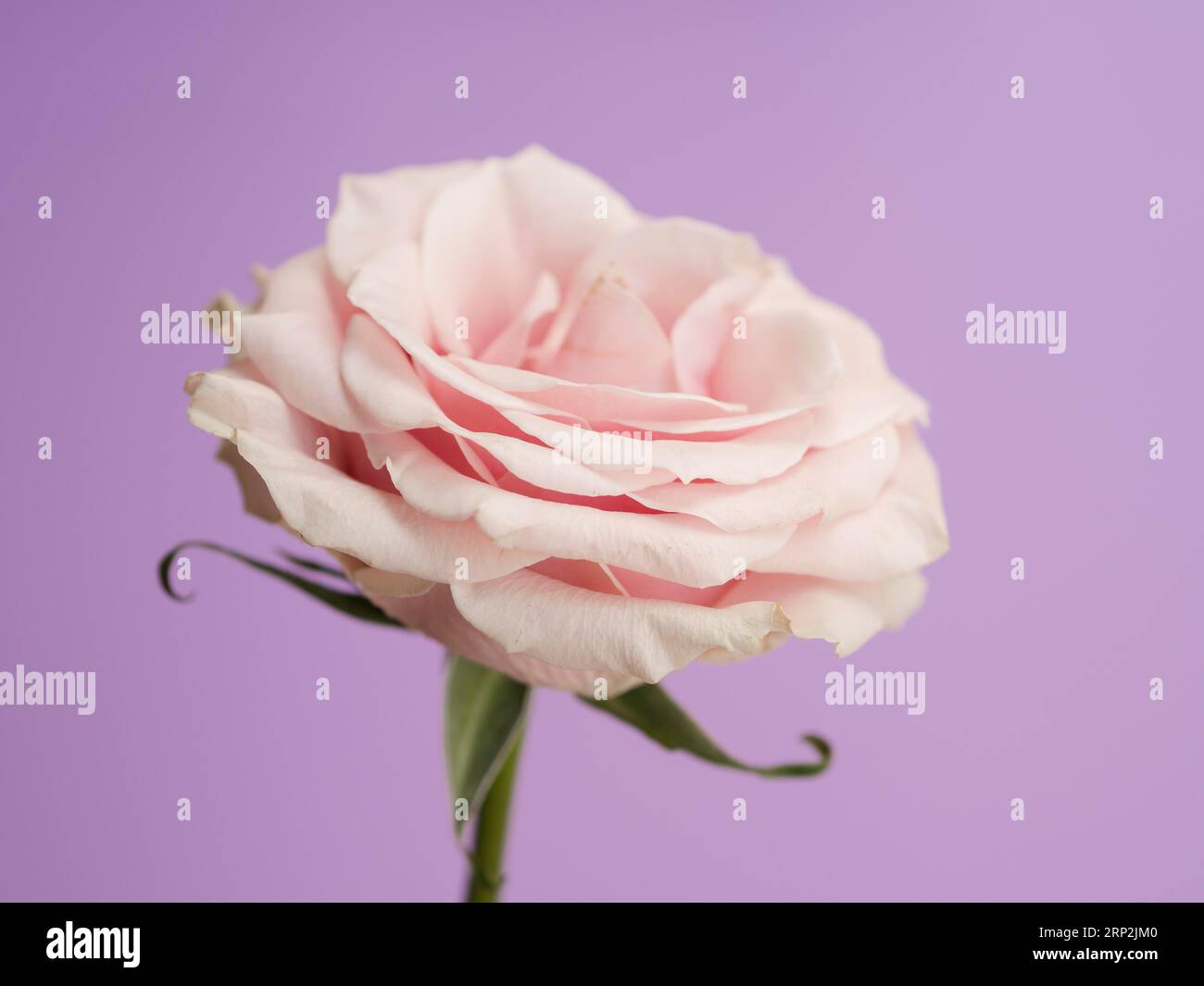Delicate rose purple background Stock Photo - Alamy