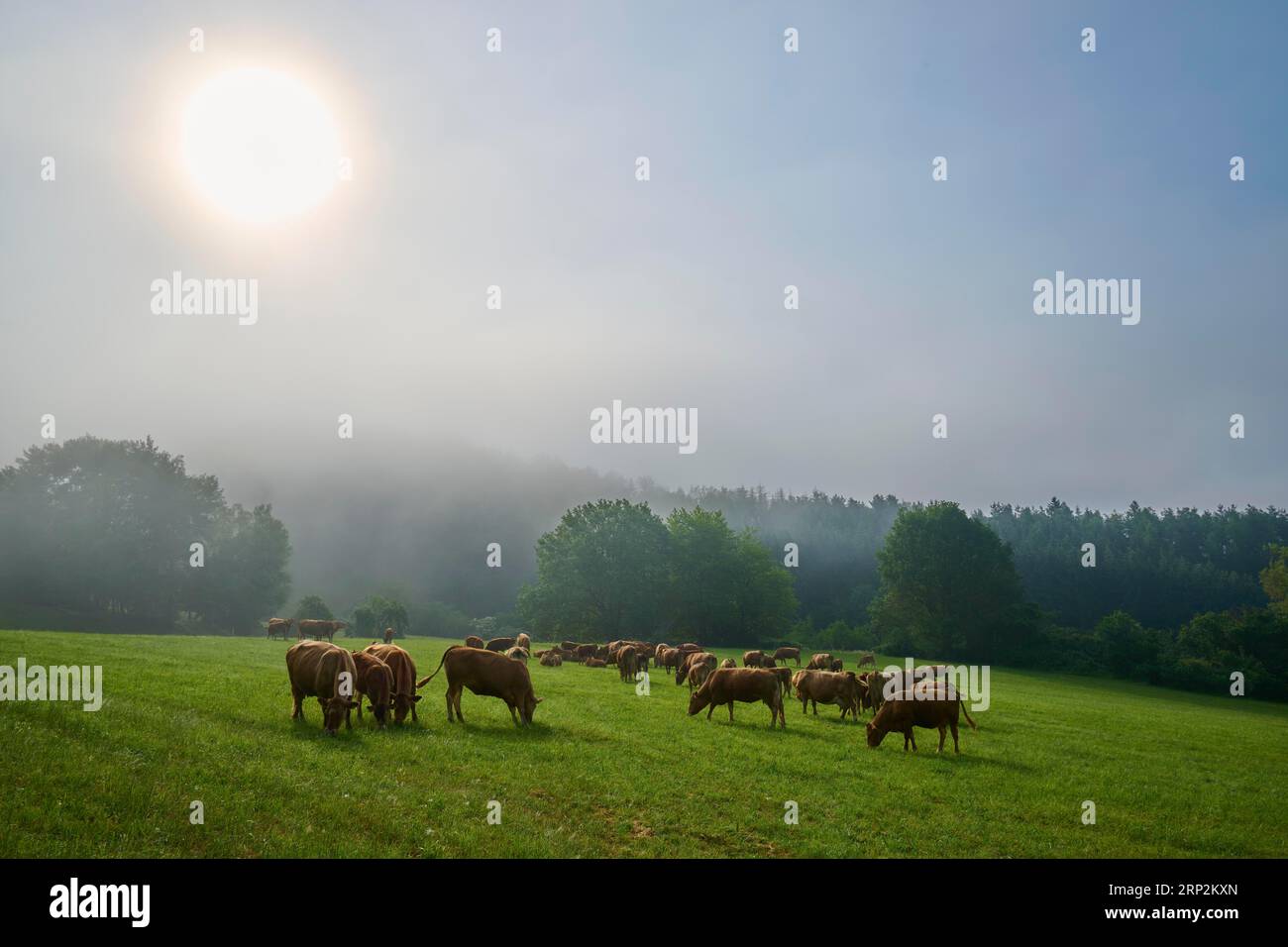 Cattle herd, pasture, meadow landscape, forest, fog, haze, sunrise ...