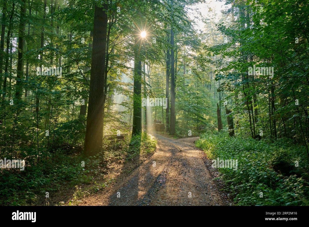 Fork, forest path, deciduous forest, sunrise, summer, Kirchzell ...