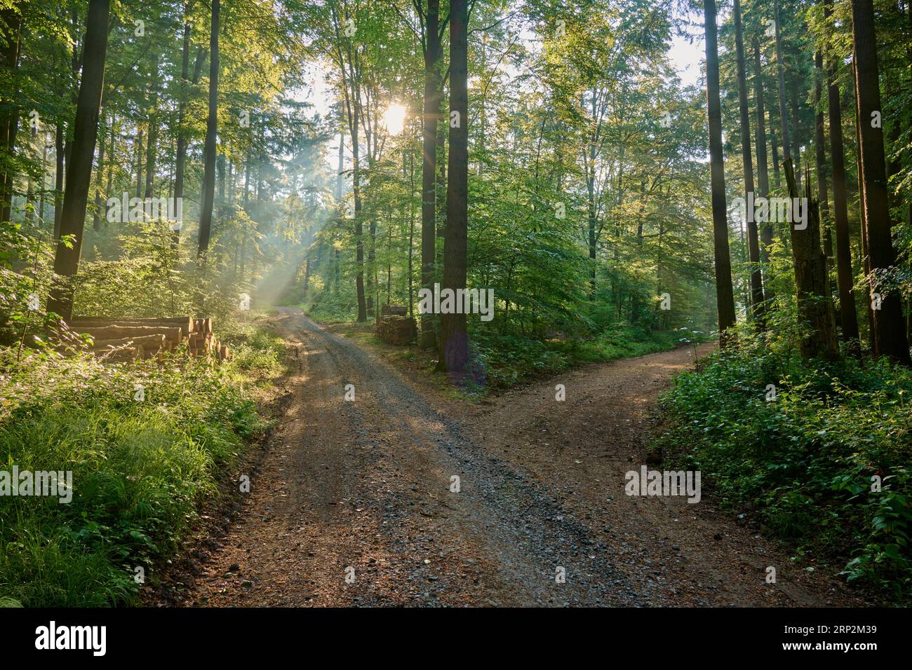 Fork, forest path, deciduous forest, sunrise, summer, Kirchzell ...