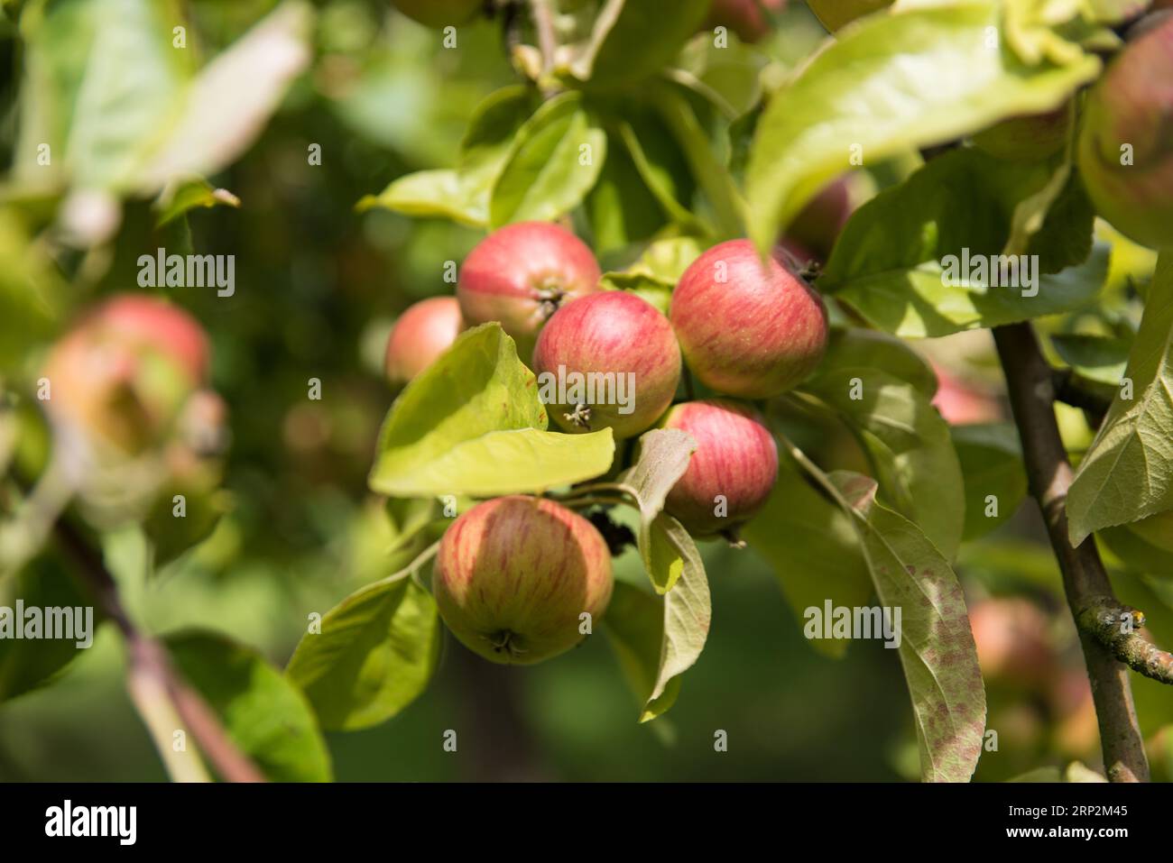 apples on old overloaded trees in red and green Stock Photo - Alamy